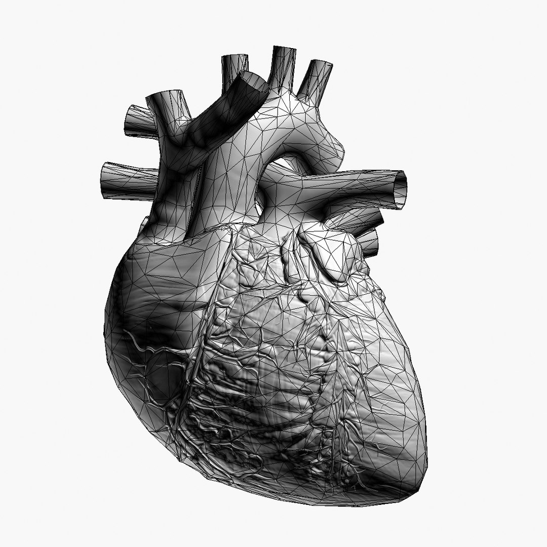 3d human heart