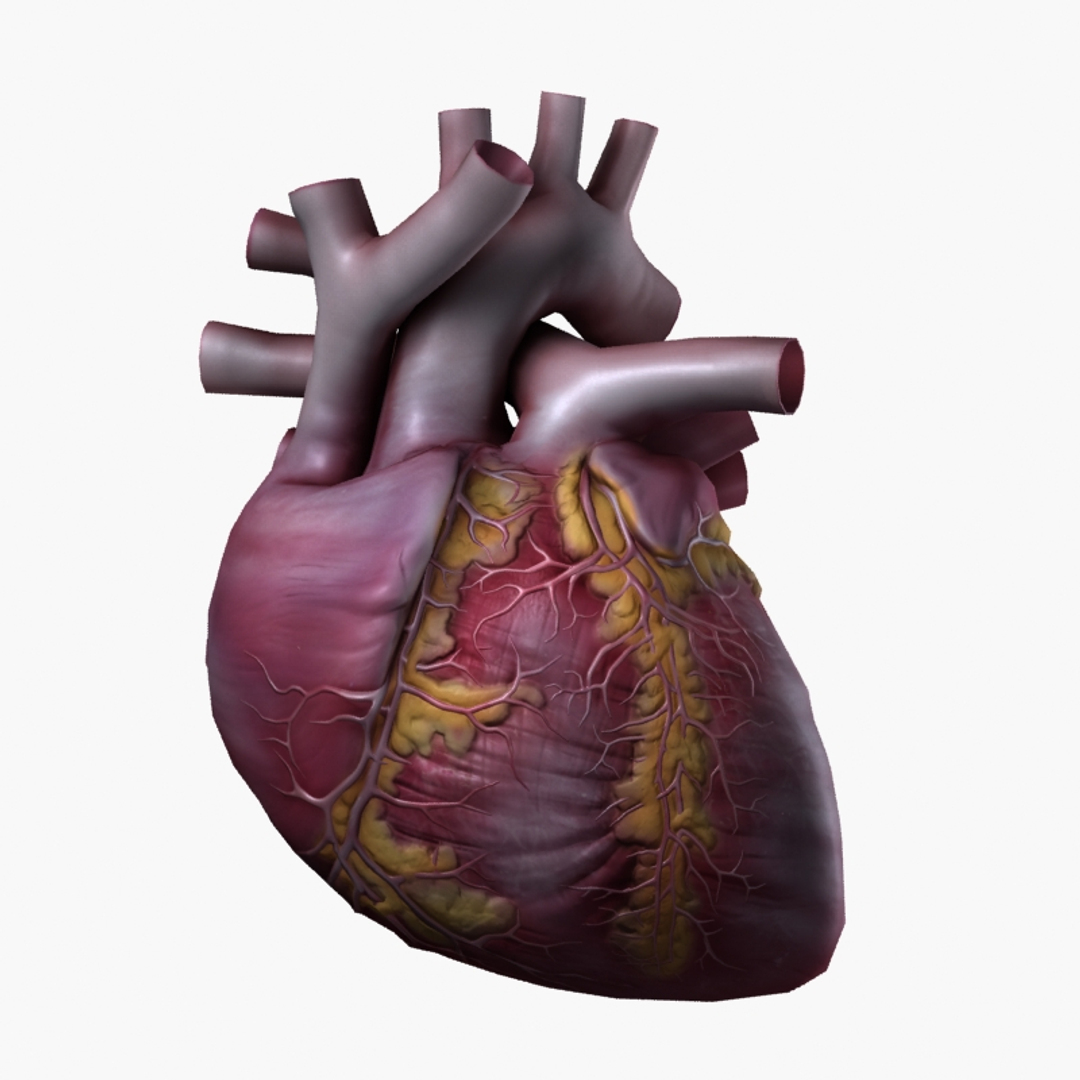 3d human heart