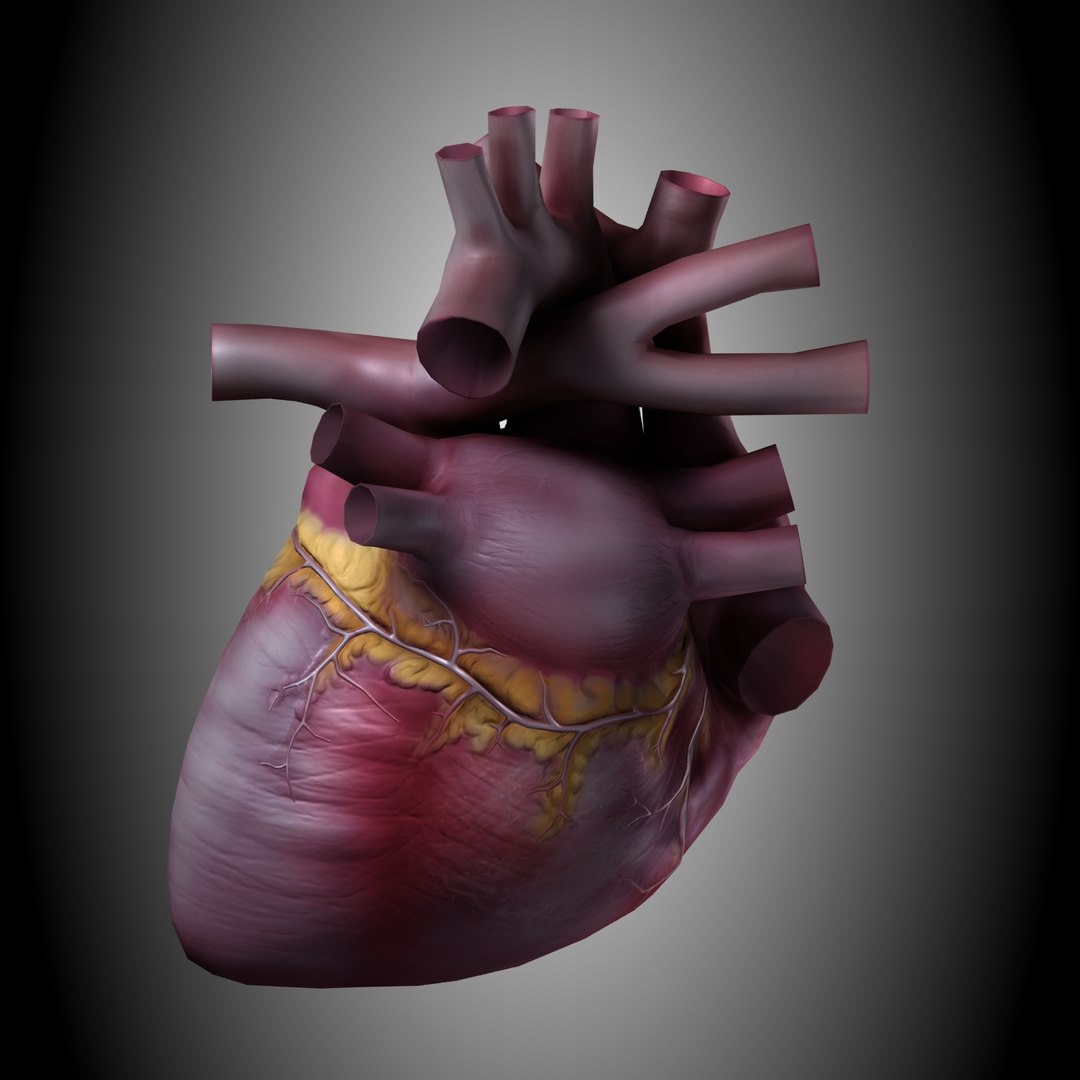 3d human heart