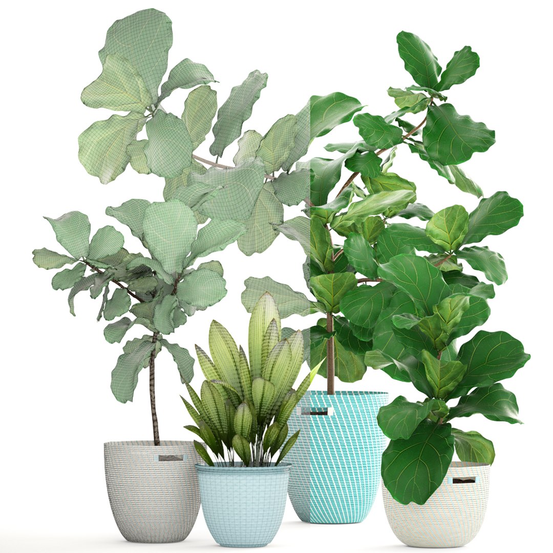 3D Model Ficus Plant - TurboSquid 1245186