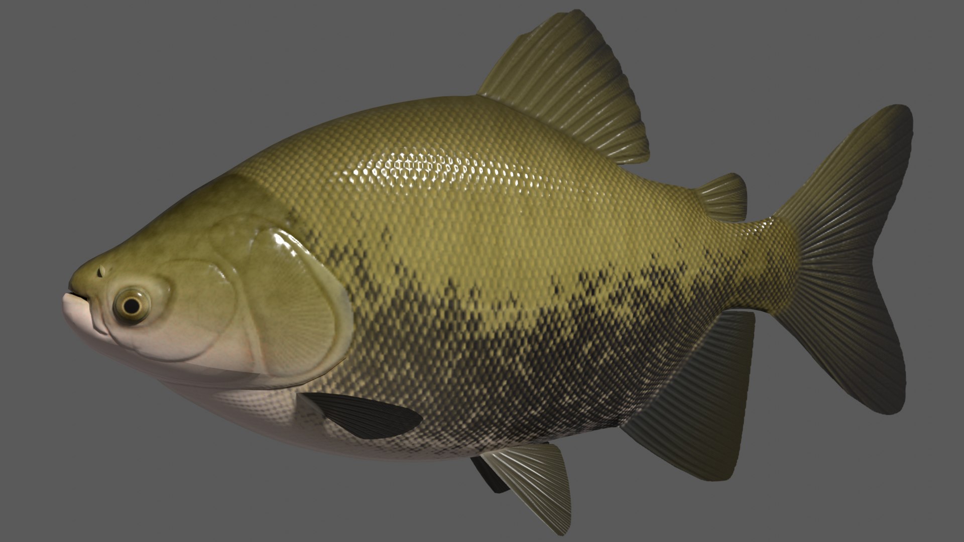 Colossoma Macropomum Swimming 3ds