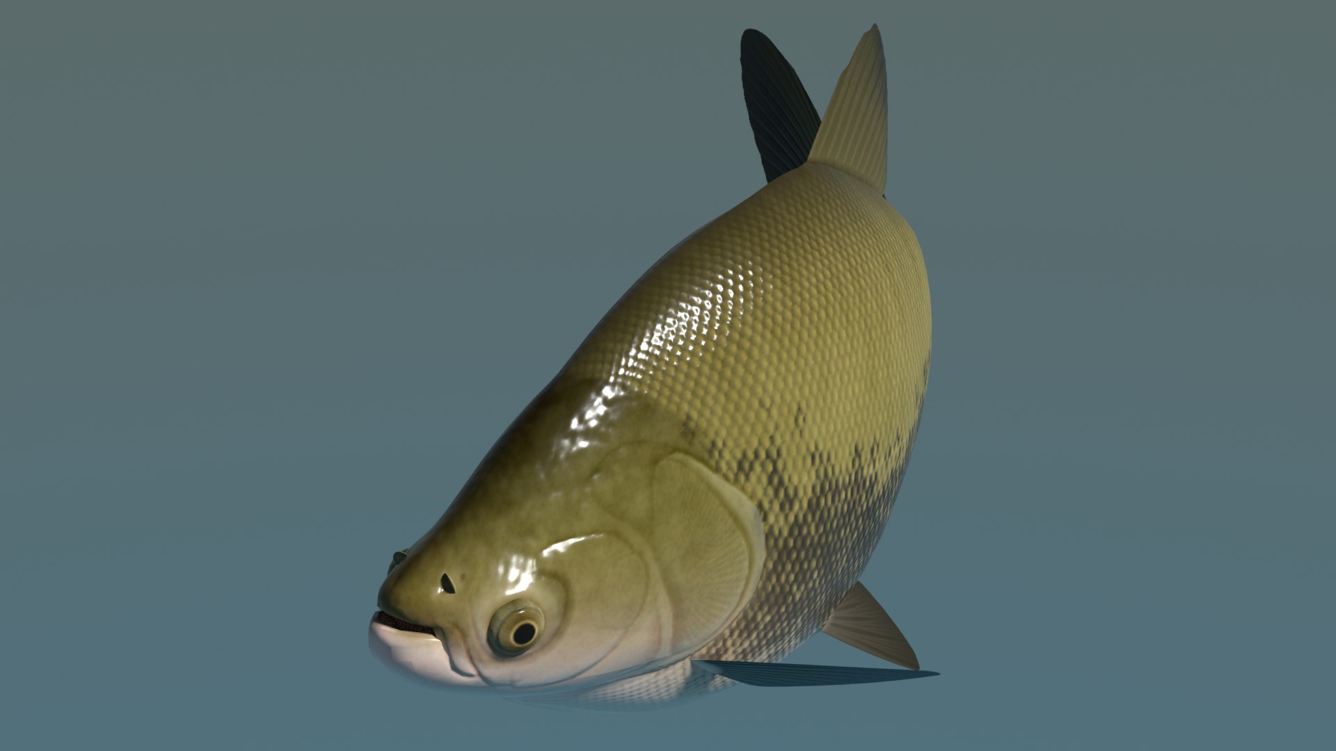 Colossoma Macropomum Swimming 3ds