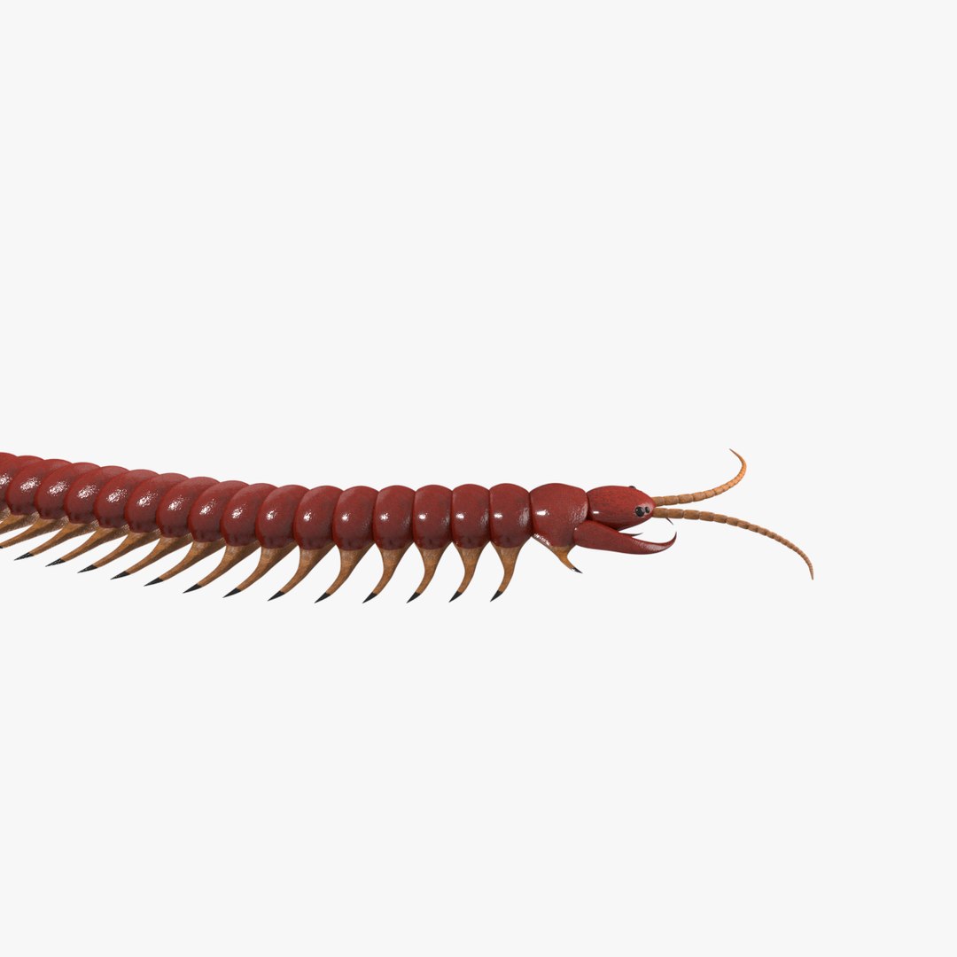 3D Centipede Model - TurboSquid 1227094