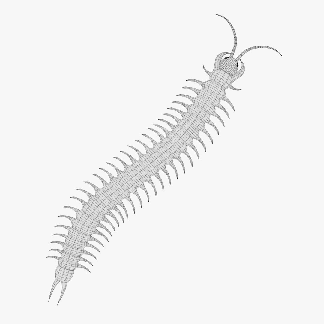 3D centipede model - TurboSquid 1227094