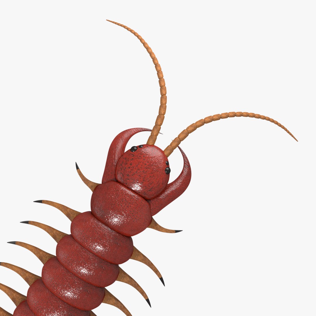 3D Centipede Model - TurboSquid 1227094