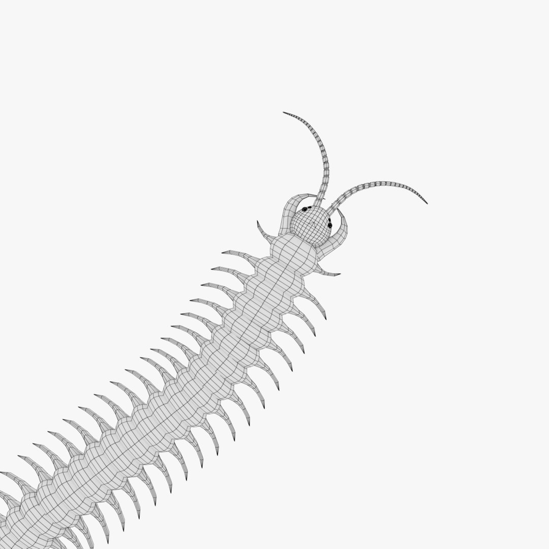 3D centipede model - TurboSquid 1227094