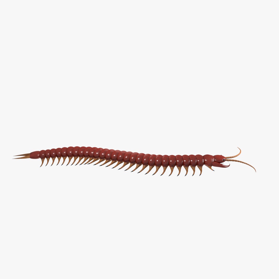 3D Centipede Model - TurboSquid 1227094