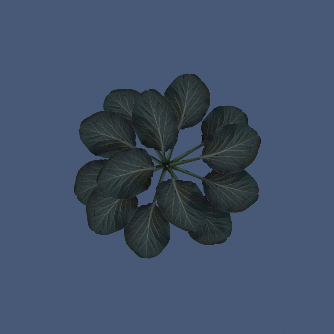 Leaves 3d Model