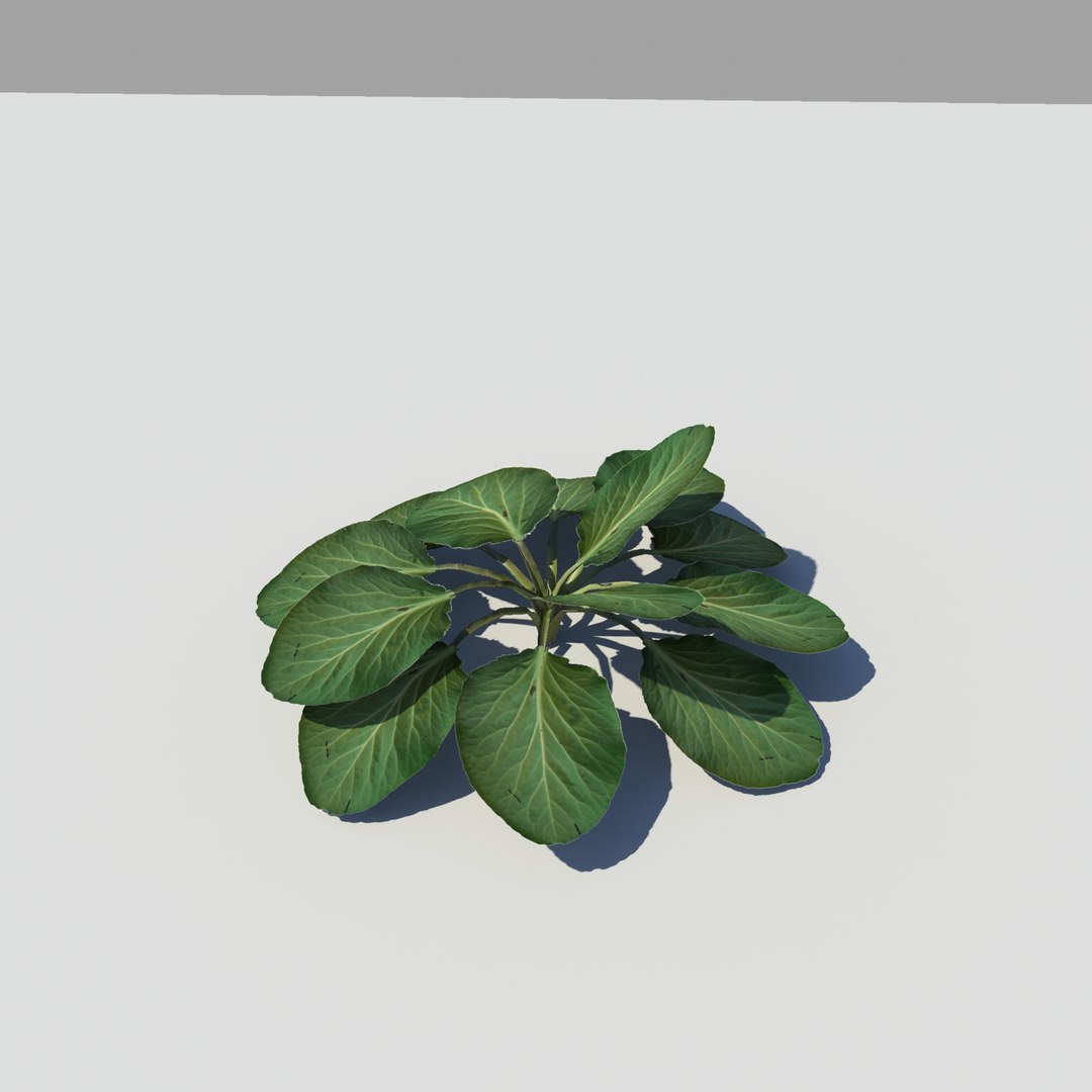 Leaves 3d Model