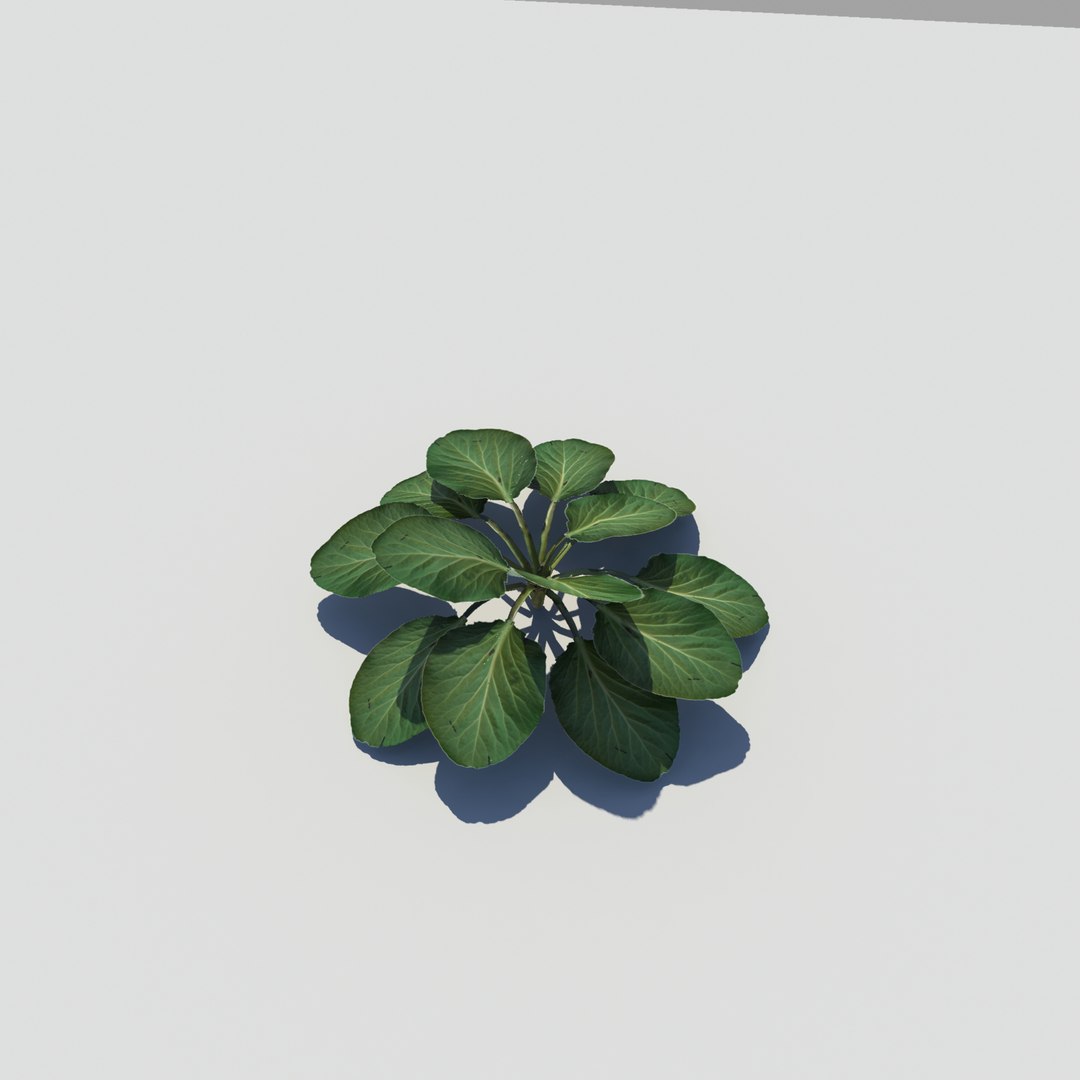 Leaves 3d Model