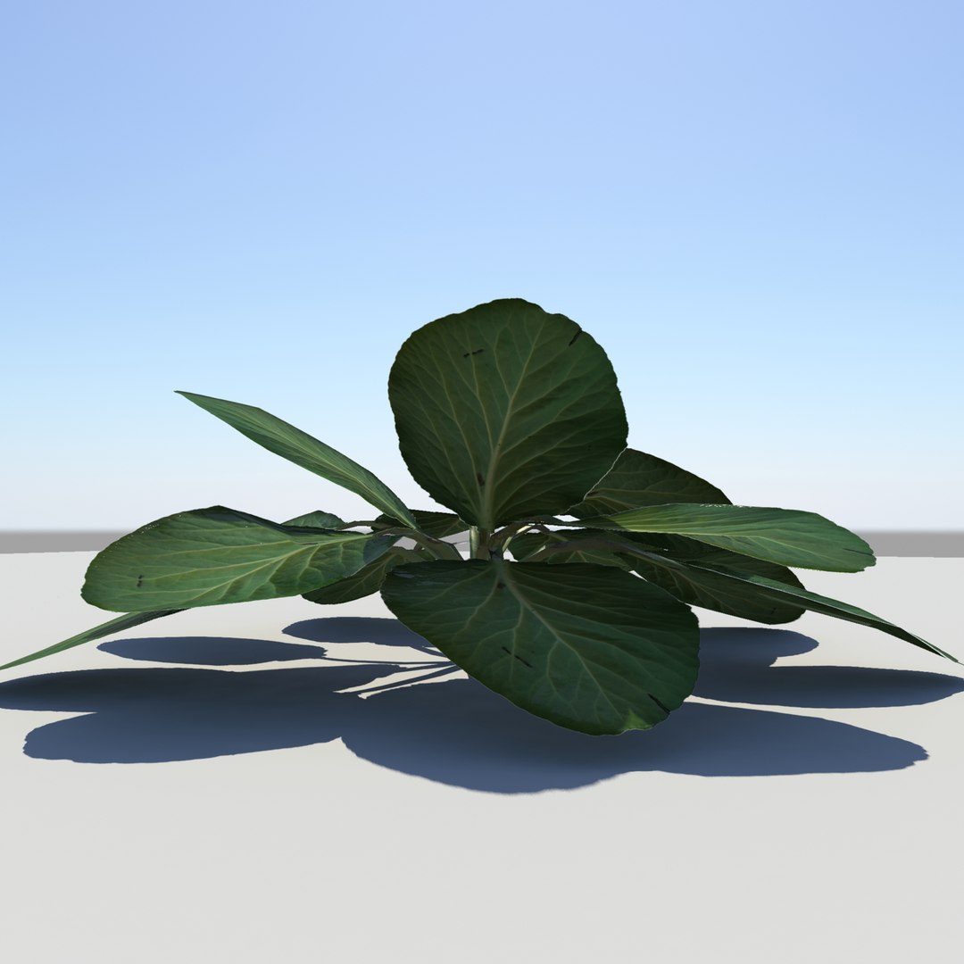 Leaves 3d Model