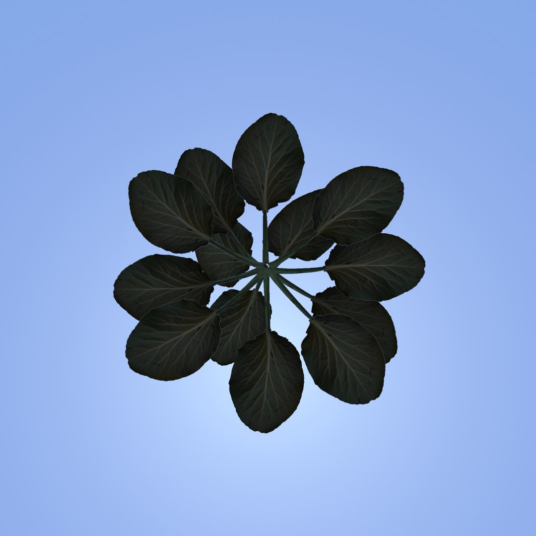 Leaves 3d Model