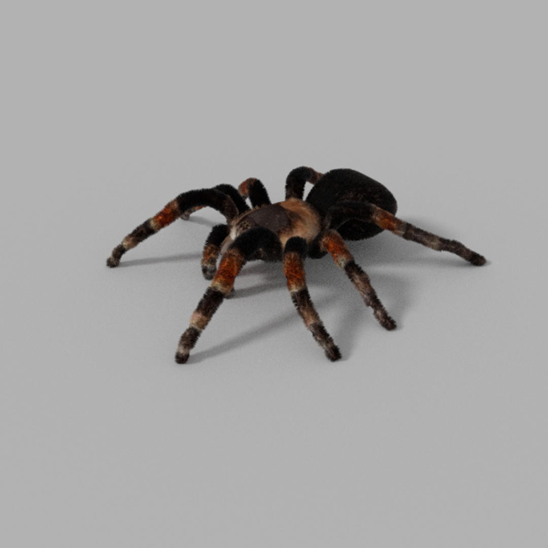 Insect Pack 2 3d Model