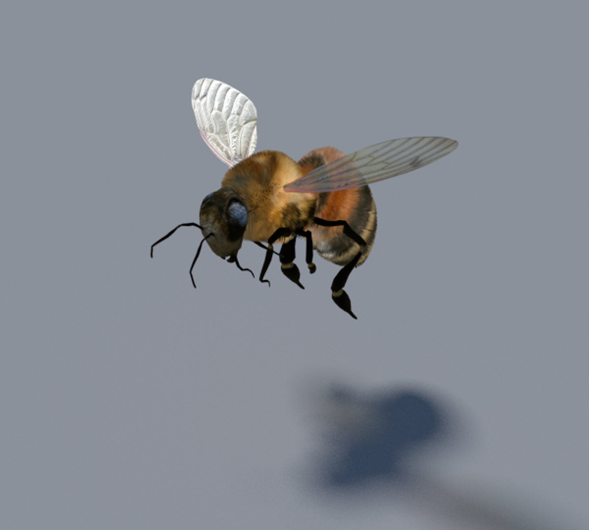 Insect Pack 2 3d Model