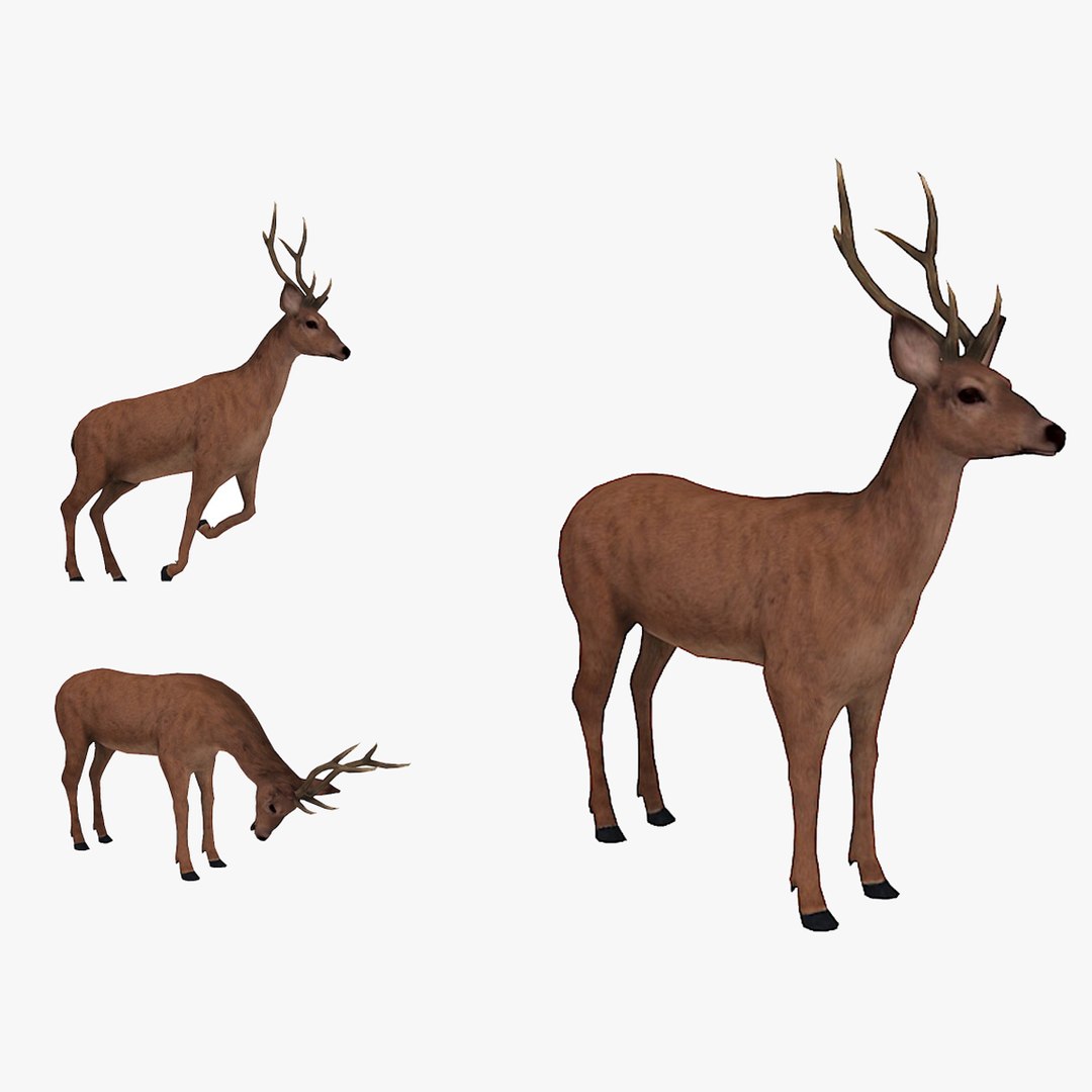Animated Stag 3D - TurboSquid 2153080