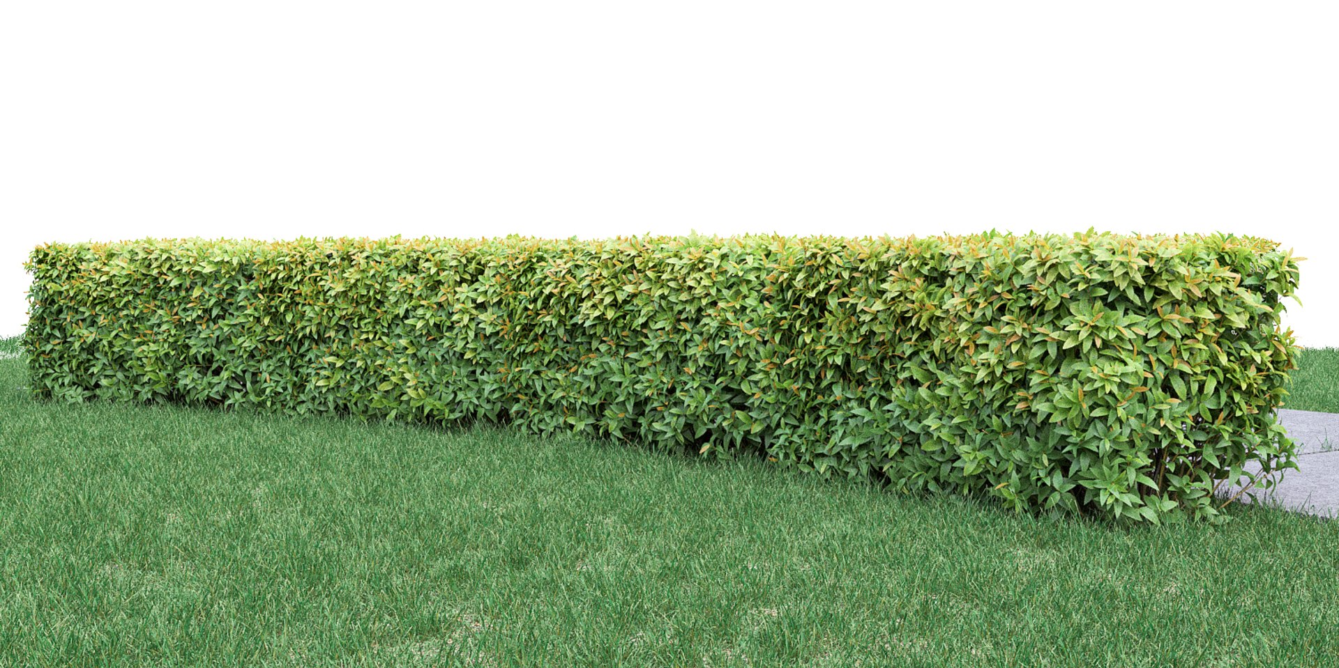 3D Hedge - TurboSquid 1264998