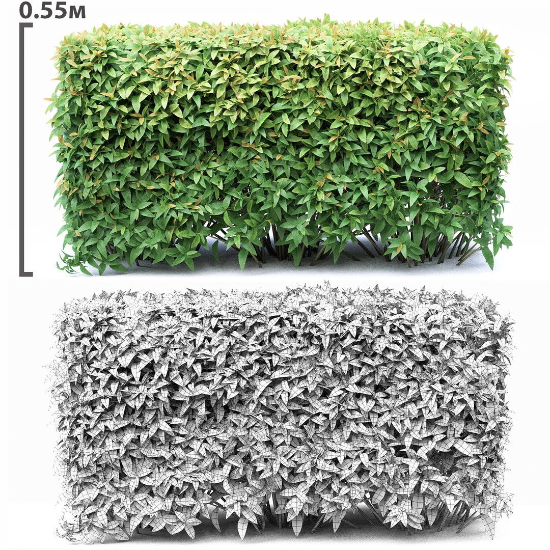 3D Hedge - TurboSquid 1264998