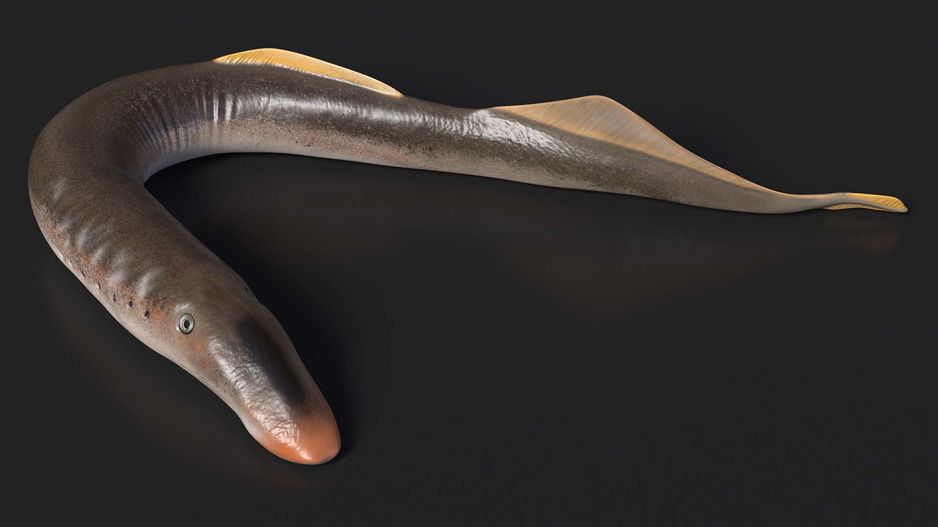 3D Lamprey Rigged For Maya Model - TurboSquid 2201948