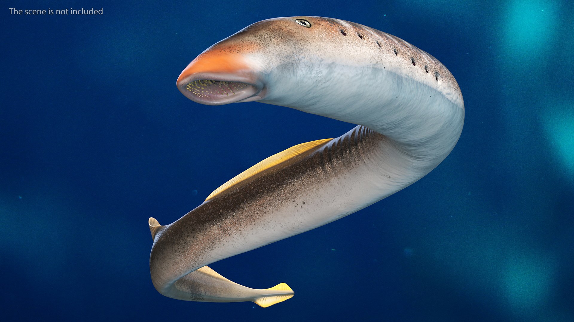 3D Lamprey Rigged For Maya Model - TurboSquid 2201948