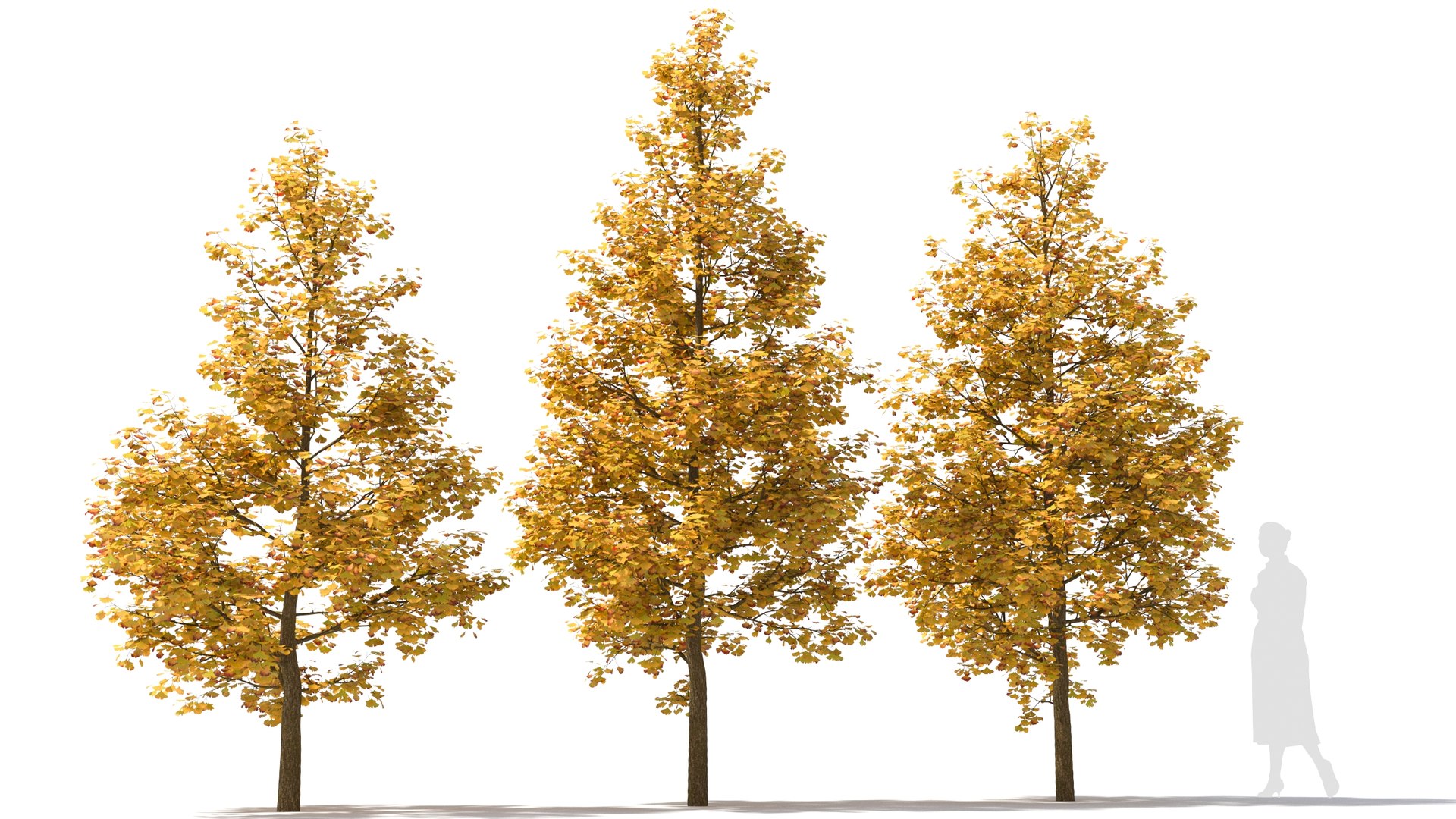 Ginkgo tree 3D model - TurboSquid 2048886