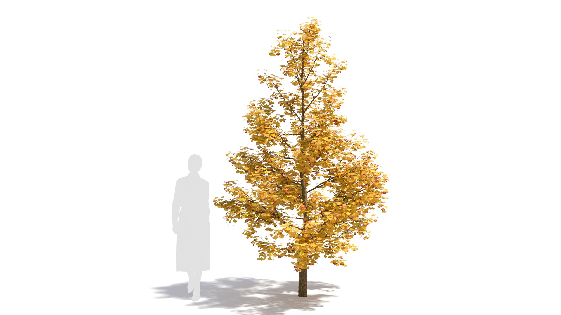 Ginkgo tree 3D model - TurboSquid 2048886