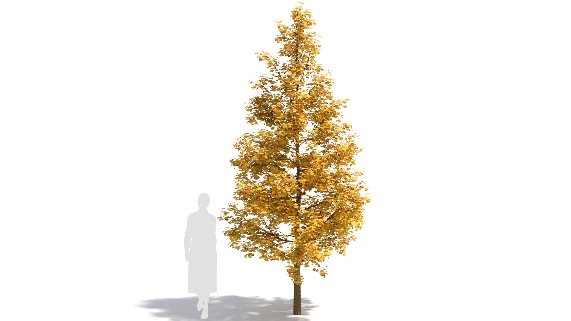Ginkgo tree 3D model - TurboSquid 2048886