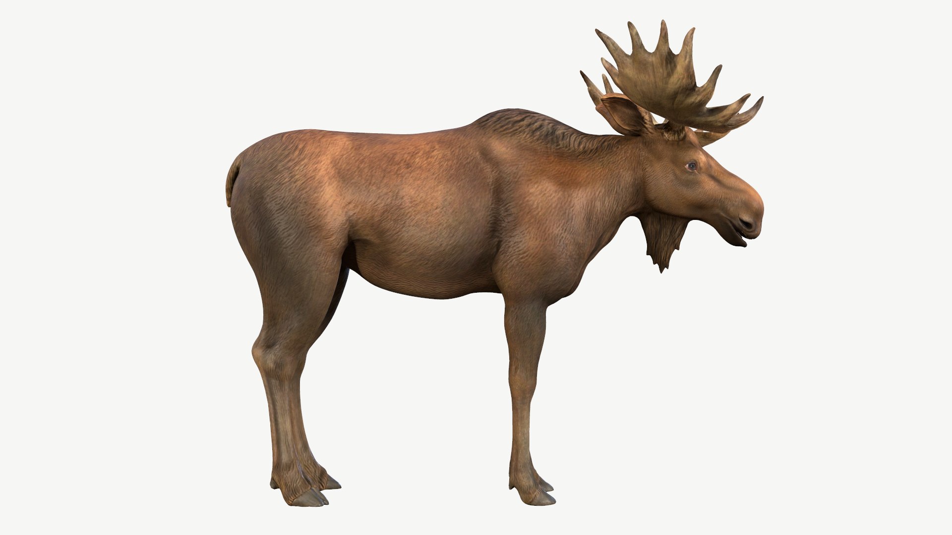 Moose 3D Model - TurboSquid 1847334