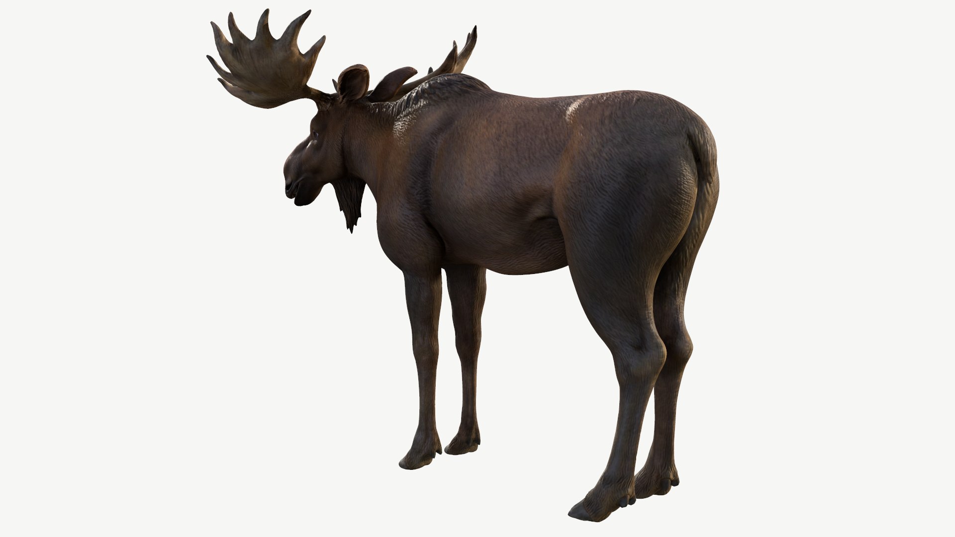 Moose 3D Model - TurboSquid 1847334