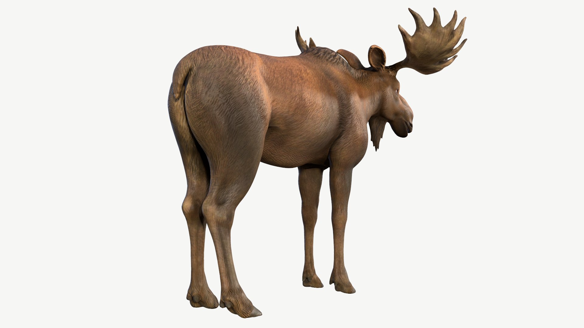 Moose 3D Model - TurboSquid 1847334