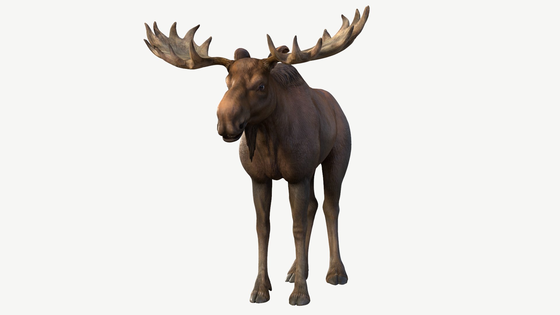 Moose 3D Model - TurboSquid 1847334