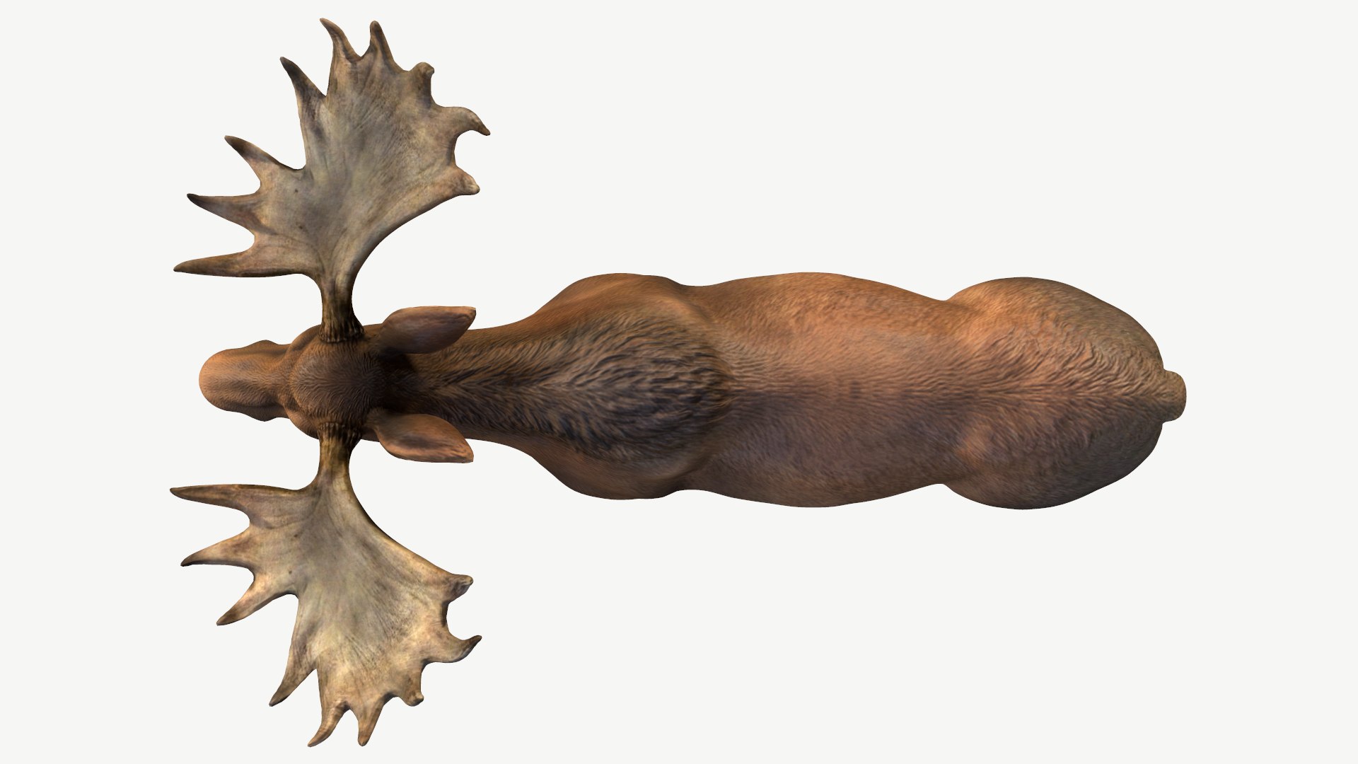 Moose 3D Model - TurboSquid 1847334