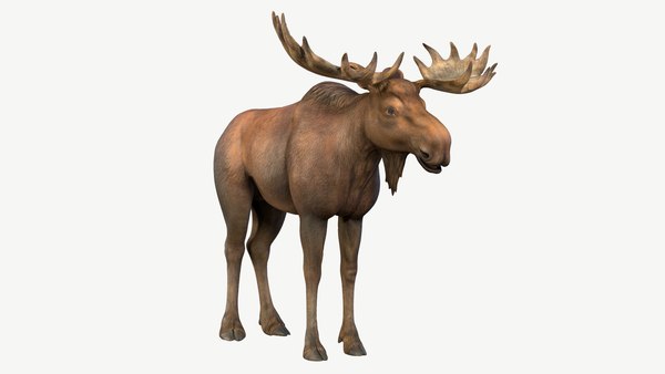 Moose 3D model - TurboSquid 1847334