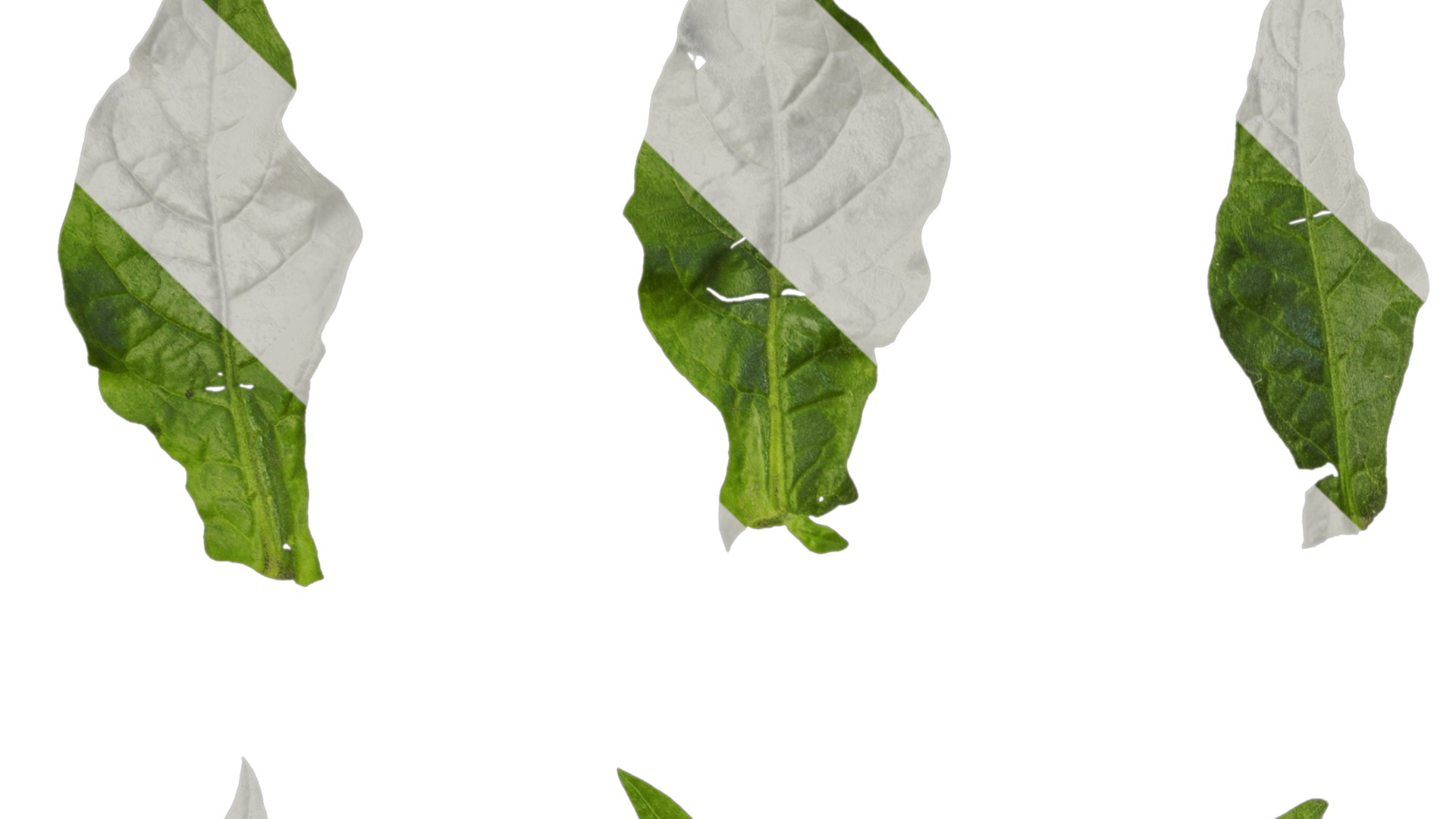 3D Anydrafts Nicotiana Alata Leaf 03 Textures - TurboSquid 2356777