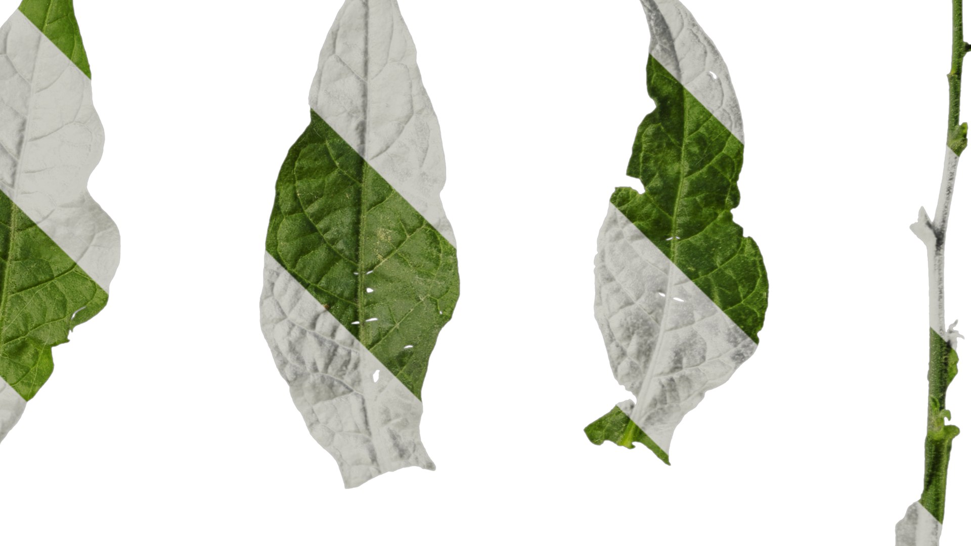 3D Anydrafts Nicotiana Alata Leaf 03 Textures - TurboSquid 2356777