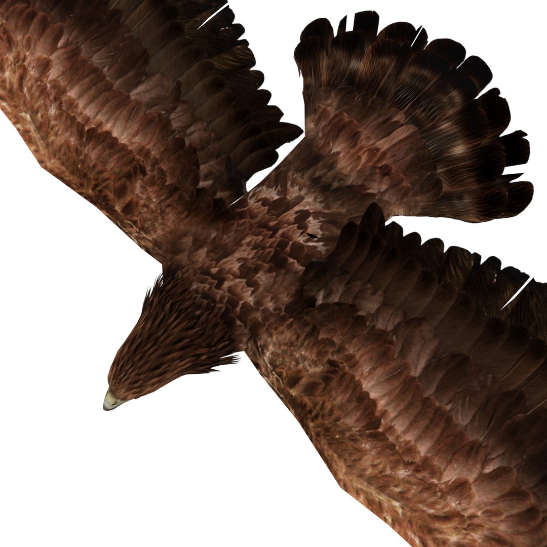 3D Eagle Bird - TurboSquid 1443810