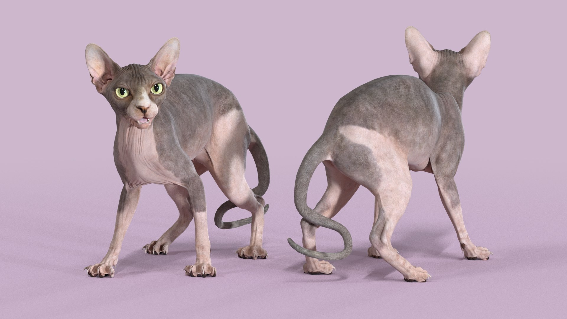 Sphynx Cat Standing 3D Model - TurboSquid 1668743