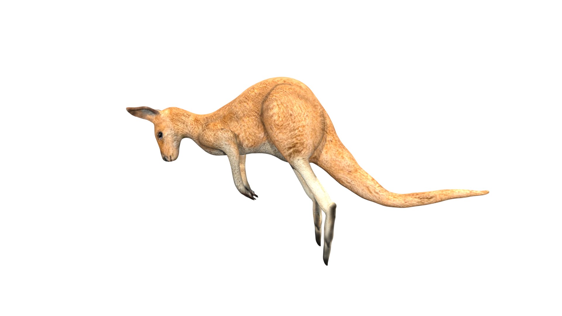Fully Rigged Low Poly Kangaroo Model - TurboSquid 1759845