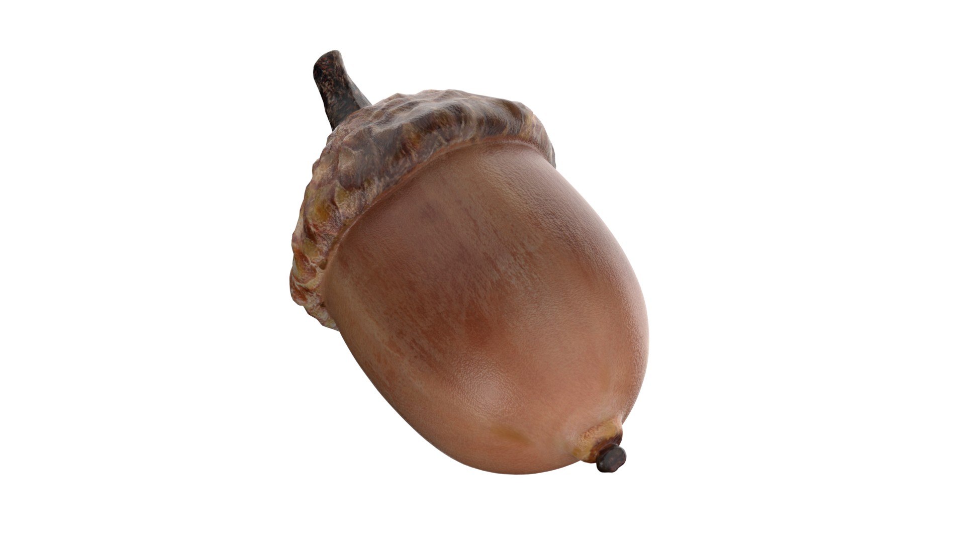 Acorn V3 3D - TurboSquid 2420278