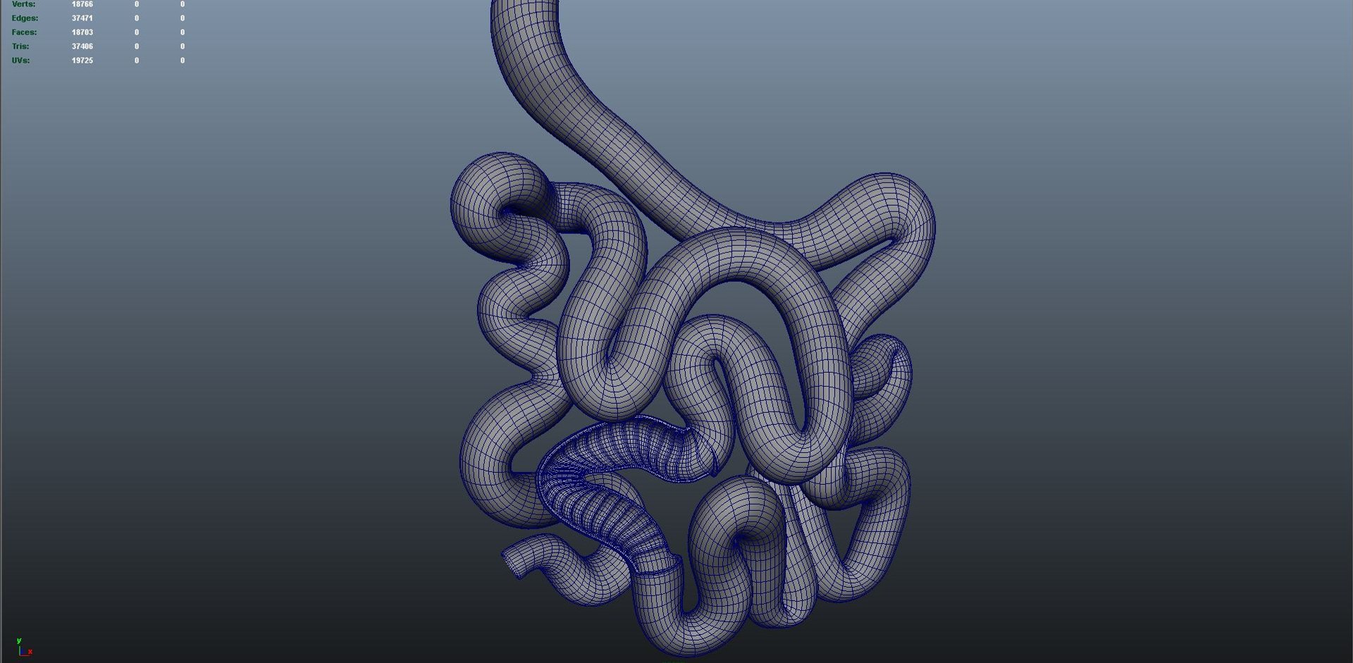 3d Obj Smal Intestine Section