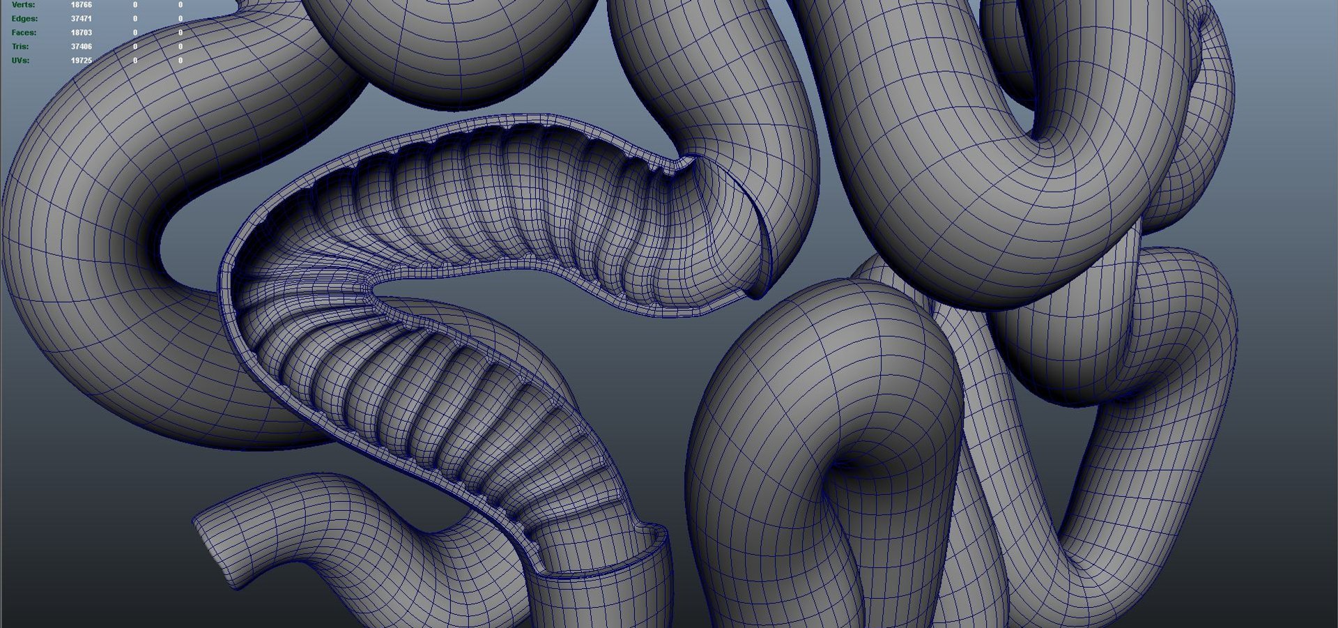 3d Obj Smal Intestine Section