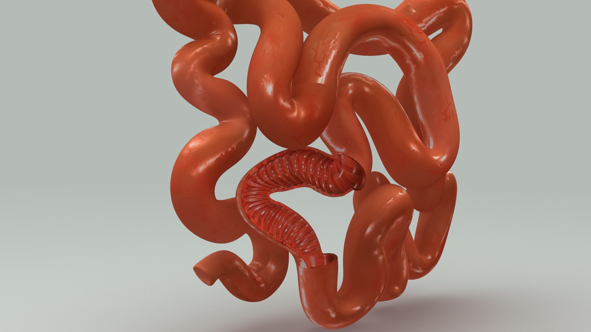 3d Obj Smal Intestine Section