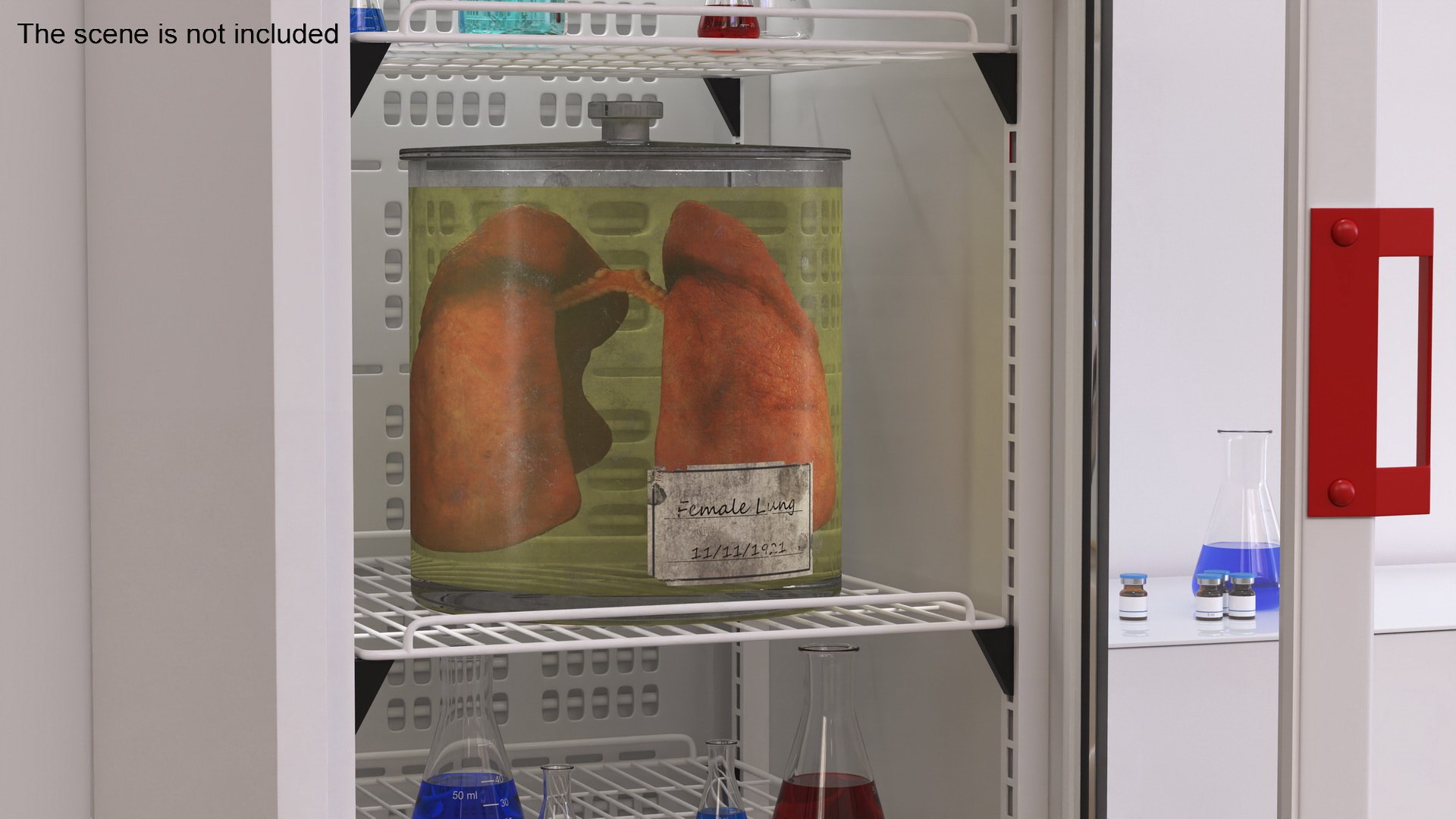 3D Human Lungs In Old Glass Jar - TurboSquid 2259009