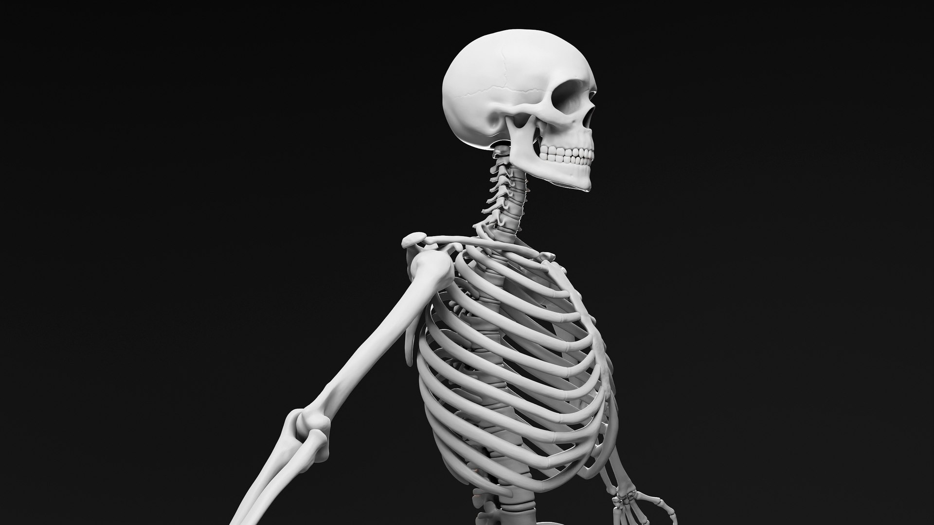 Skeleton Basemesh 3D Model - TurboSquid 2164666