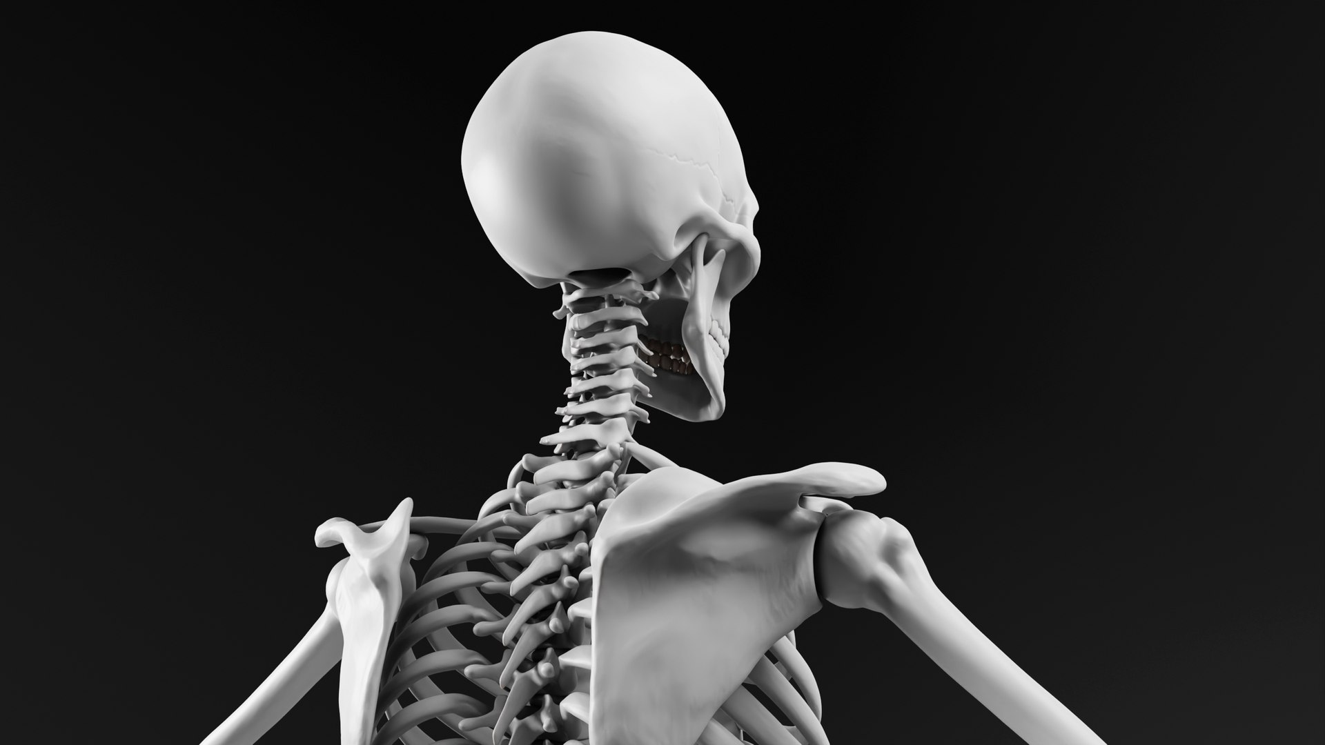 Skeleton Basemesh 3D Model - TurboSquid 2164666