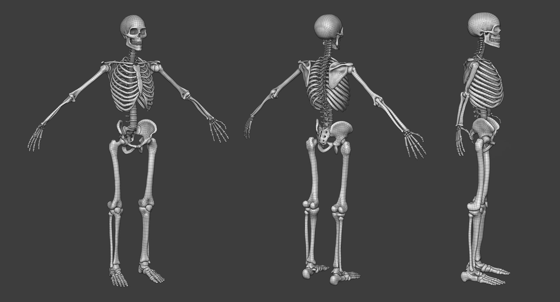 Skeleton Basemesh 3D Model - TurboSquid 2164666