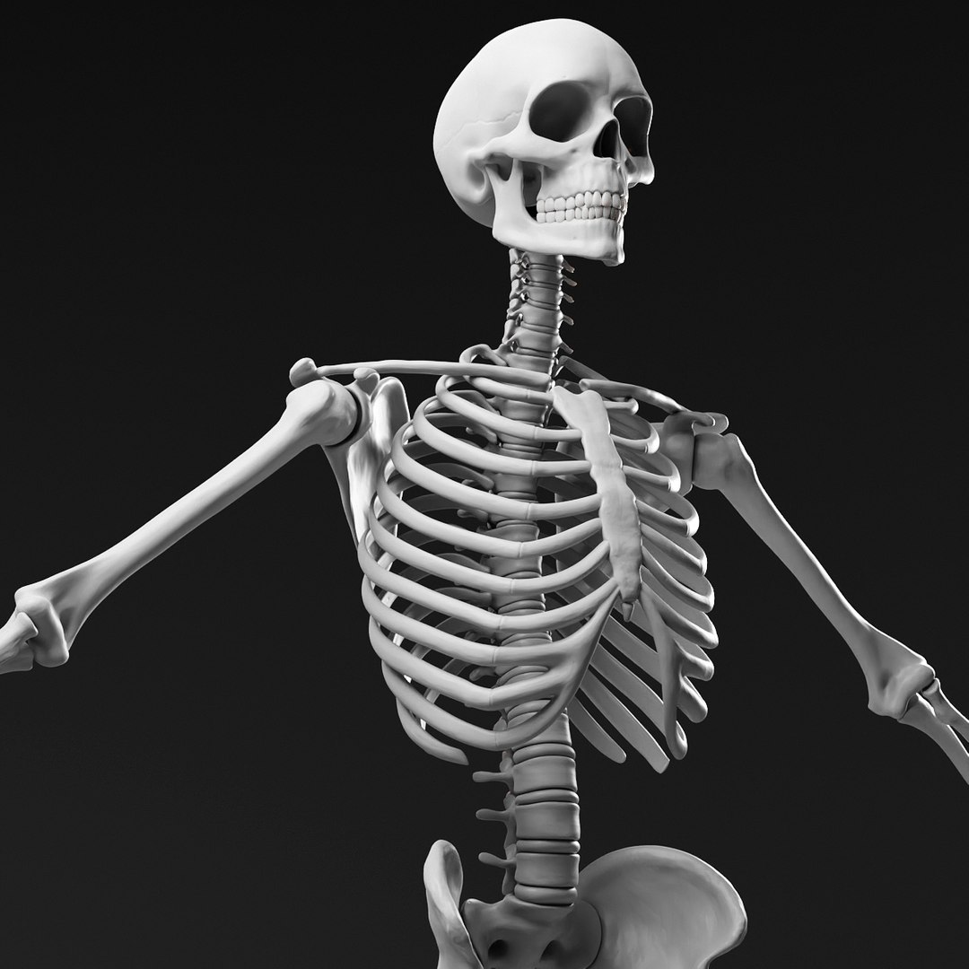 Skeleton basemesh 3D model - TurboSquid 2164666