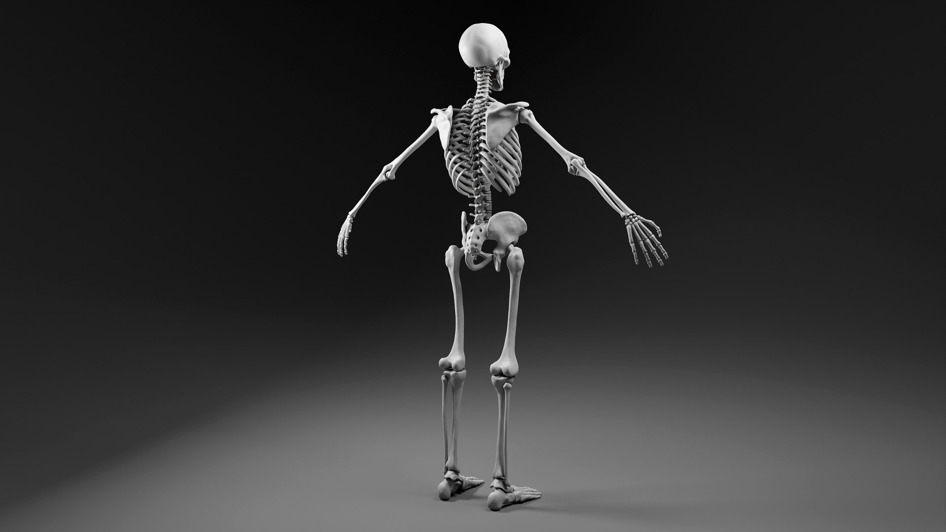 Skeleton Basemesh 3D Model - TurboSquid 2164666