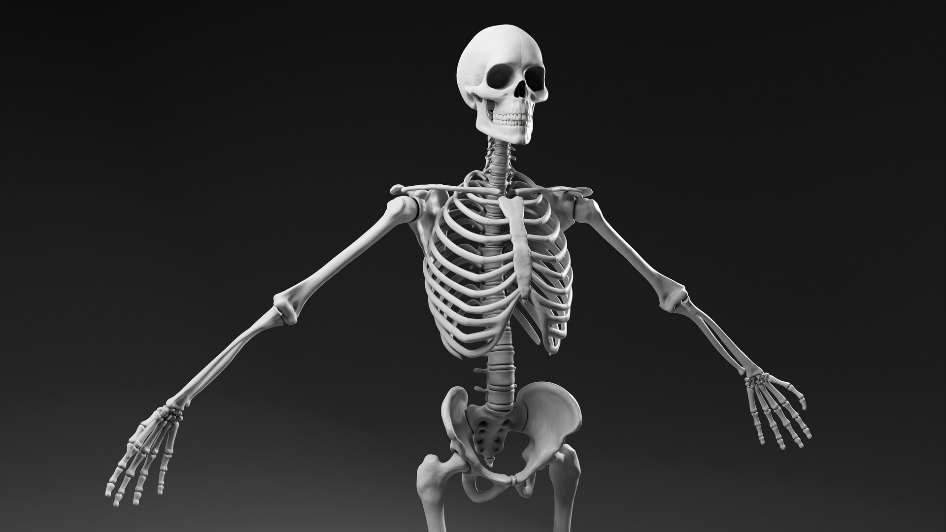 Skeleton Basemesh 3D Model - TurboSquid 2164666