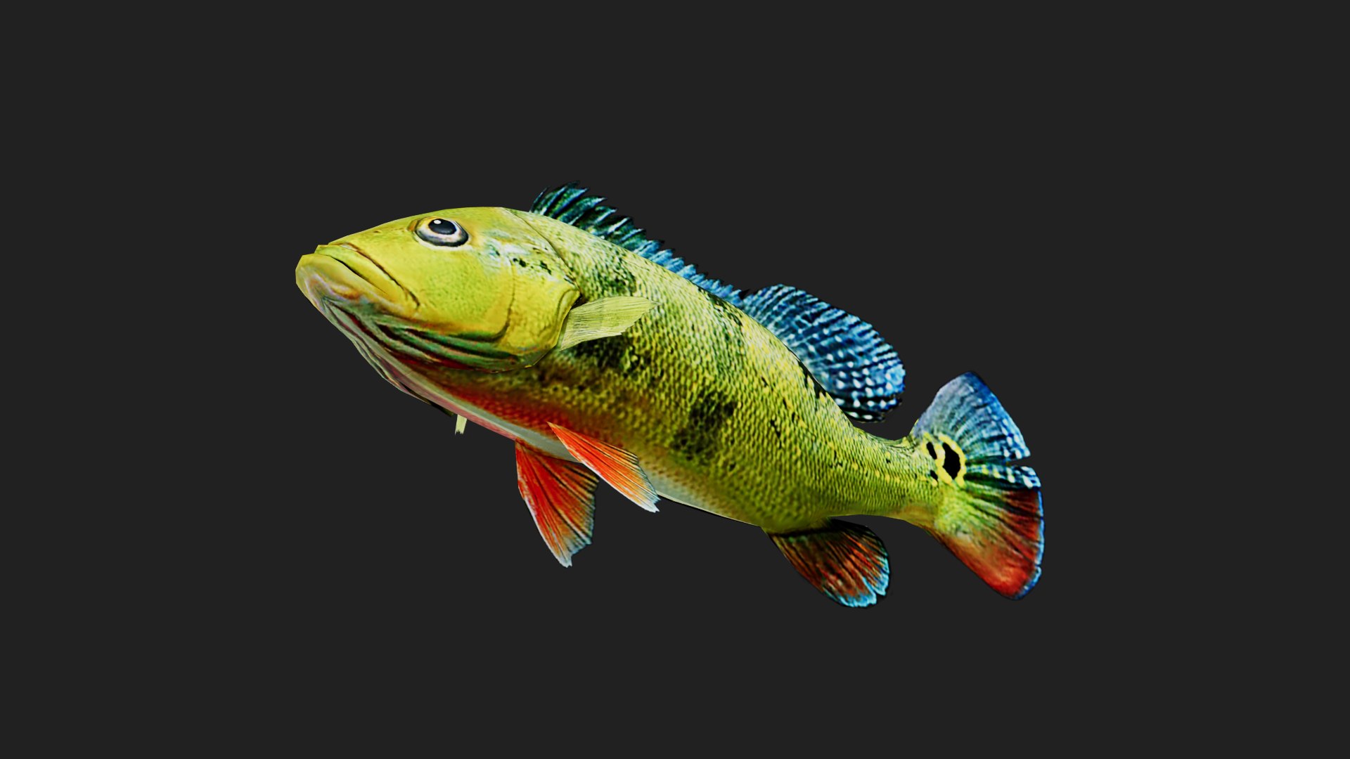 3D model Bass fish - TurboSquid 2123110