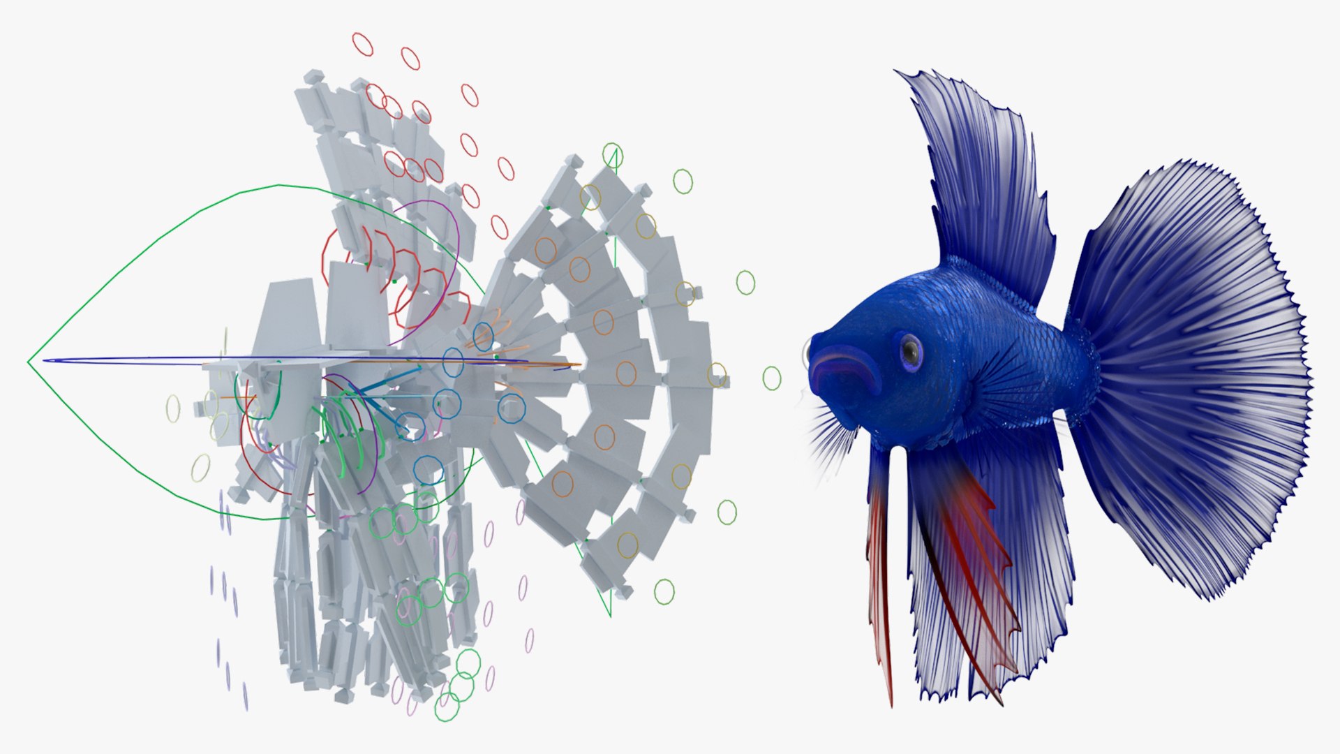 3D Blue Crowntail Betta Fish Swimming Animated Rigged - TurboSquid 2444132